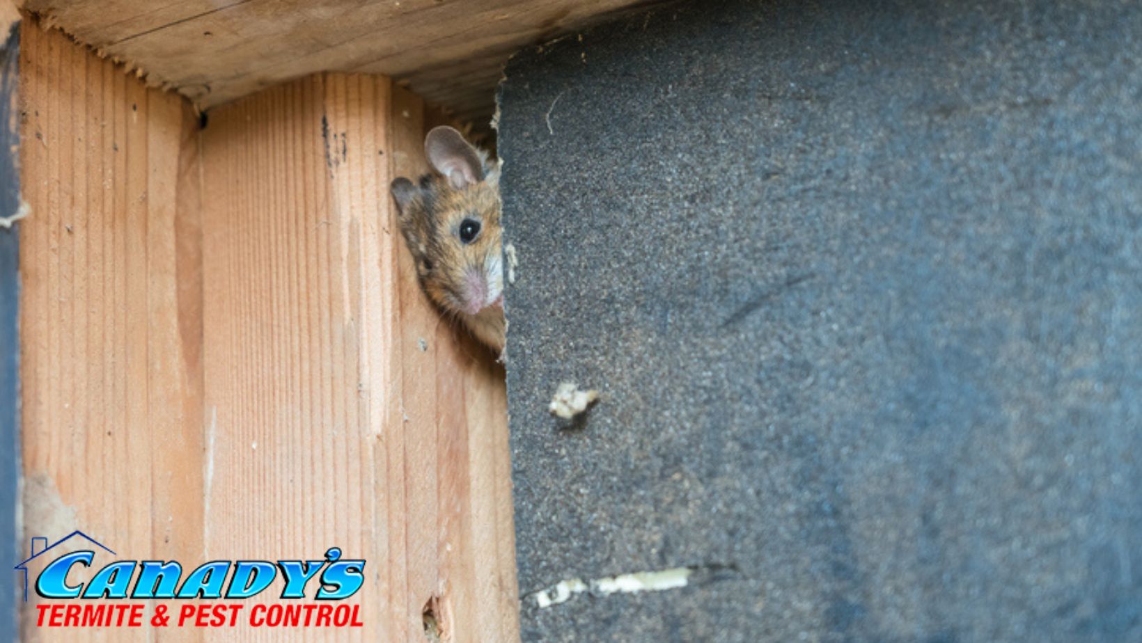 How Seasonal Weather Impacts Crawlspace Pests