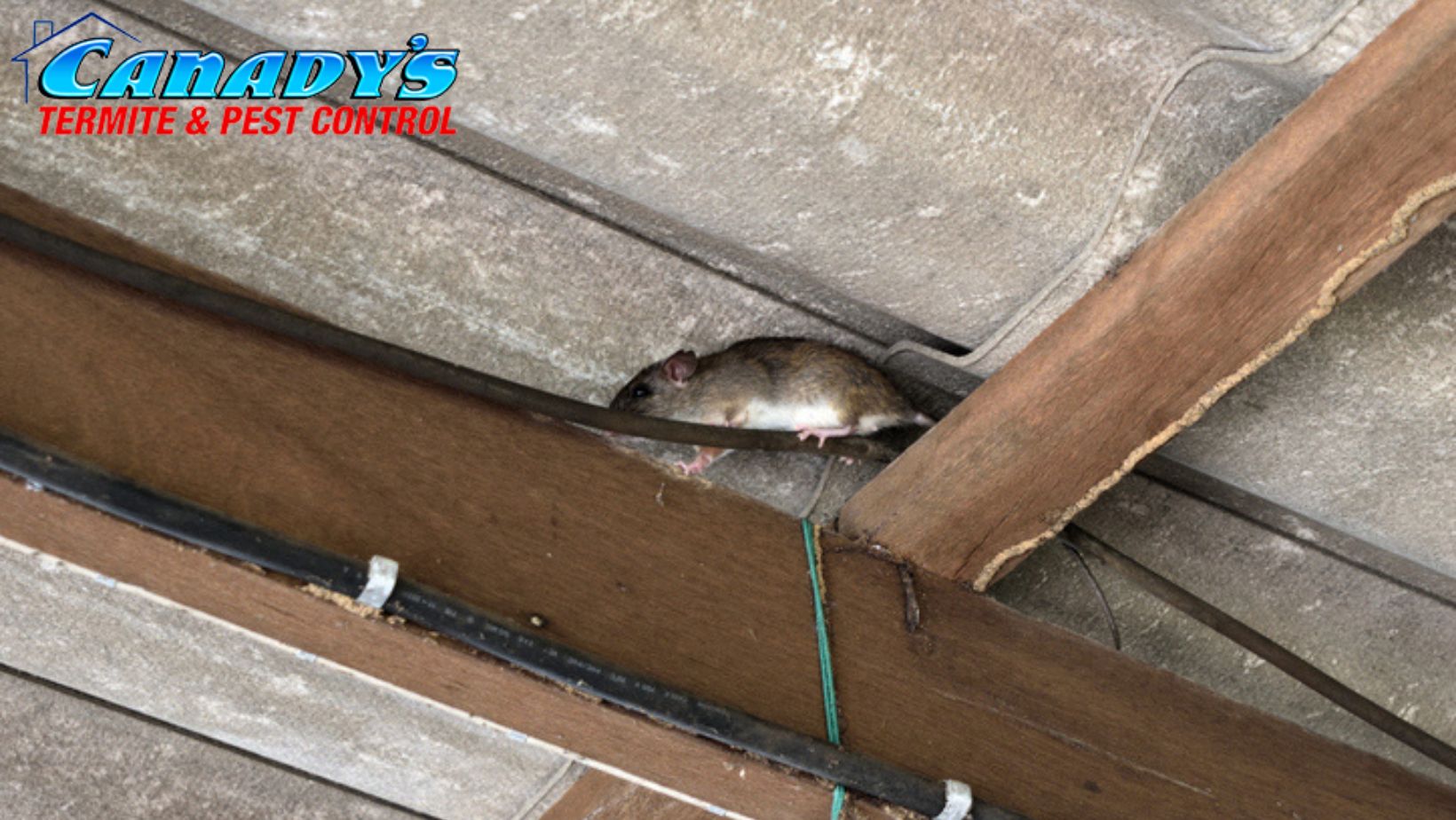 Signs Your Crawlspace Needs Encapsulation