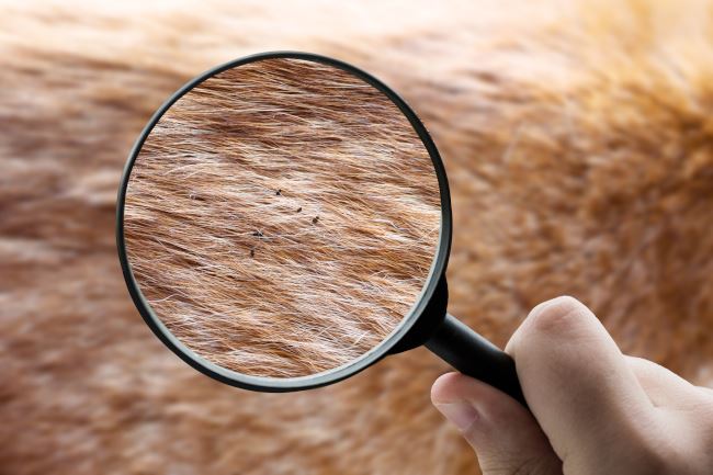 Keep Your Furry Friends Safe With These Simple Flea Control Tips ...