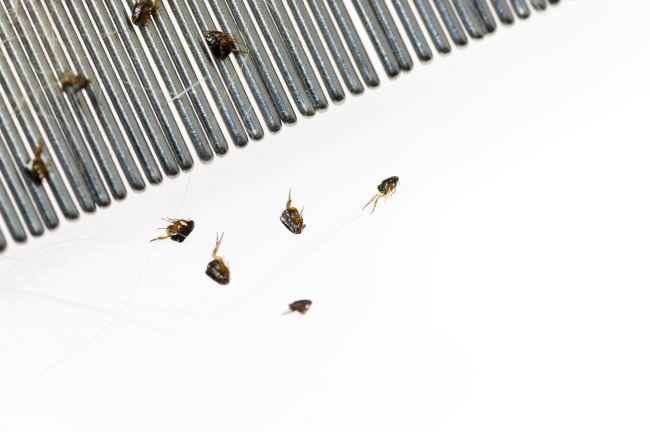 Flea Control: Call a Professional Today | Canady’s Termite & Pest Control