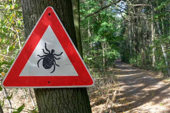 Outdoor Tick Control Methods to Keep These Pests Out of Your House ...