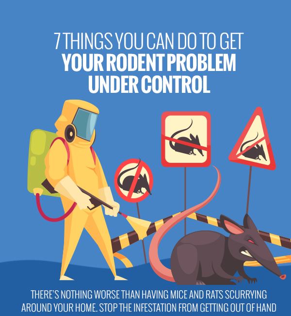 7 Things You Can Do to Get Your Rodent Problem Under Control ...