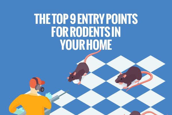 The Top 9 Entry Points for Rodents in Your Home [infographic] | Canady ...