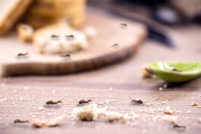 Squashing Ant Control Myths | Canady’s Termite & Pest Control