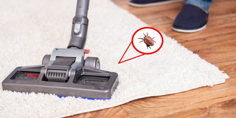 3 Tips for Effective Flea Control for Your Home | Canady’s Termite ...